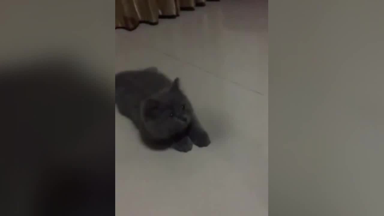 Котенок играет. The kitten plays - Coub