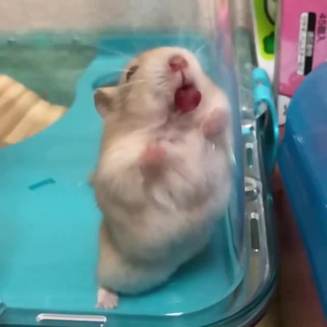greedy hamster - Coub