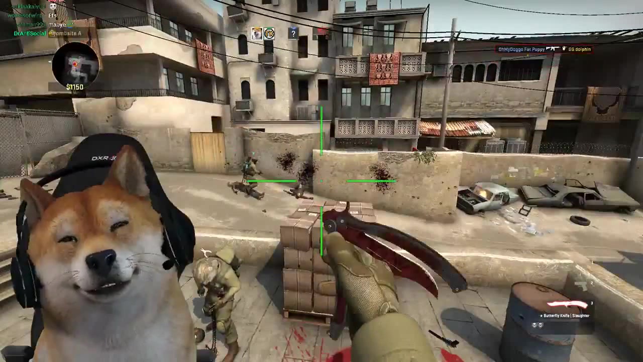 Doggo does a sing - Coub