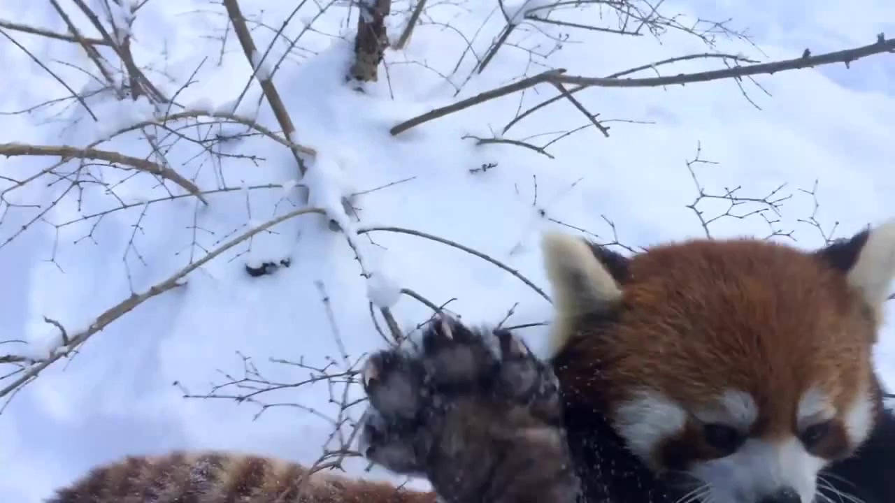 Panda Thunder - Coub