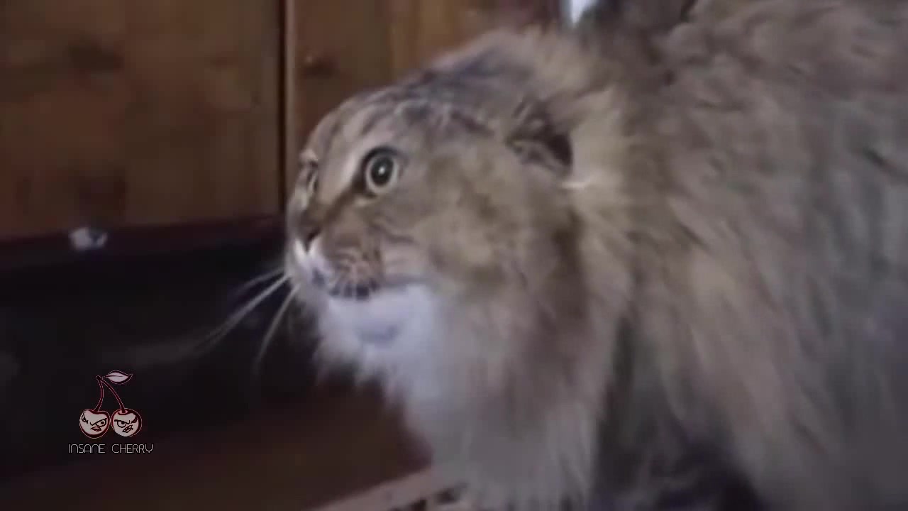 Tony Igy - Astronomia (Scared cat edition)] - Coub