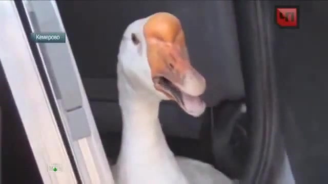 Criminal goose - Coub