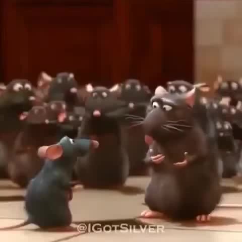 OHHH SHIT ISSA RAT - Coub