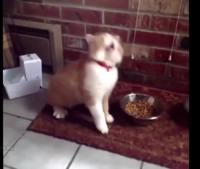 Cat does an orchestra - Coub