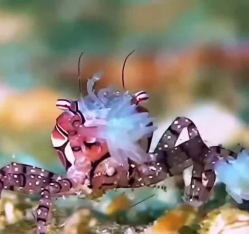 Dancing crab 💃 - Coub