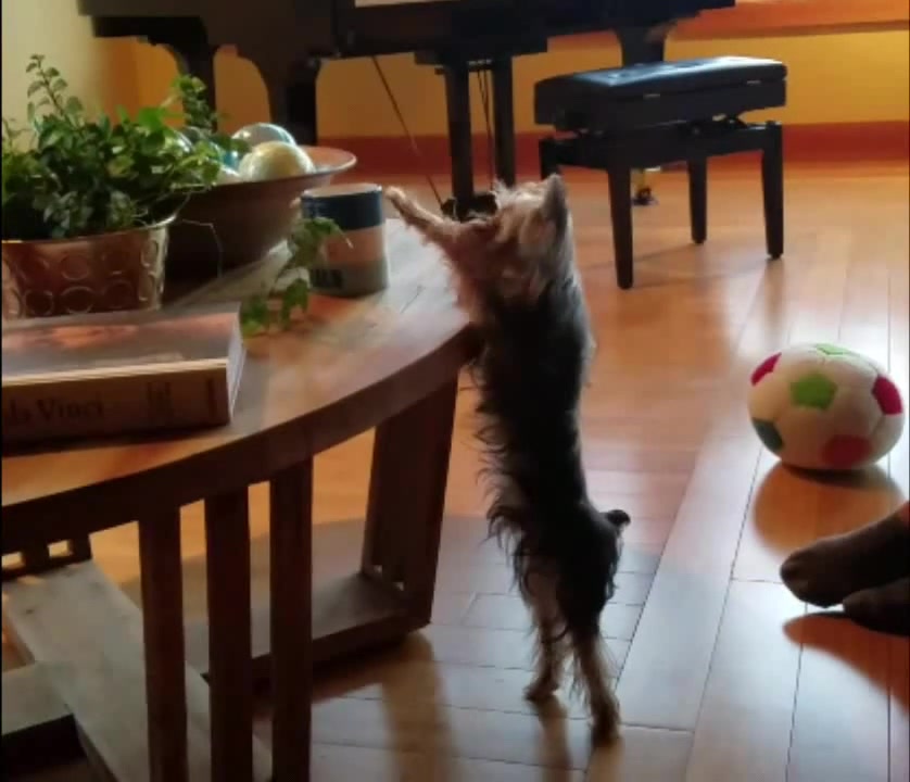 Doggo does a fail - Coub