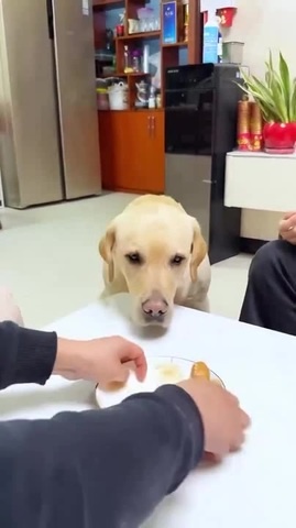 Он усвоил урок. 😂 - He learned his lesson. 😂 - Coub