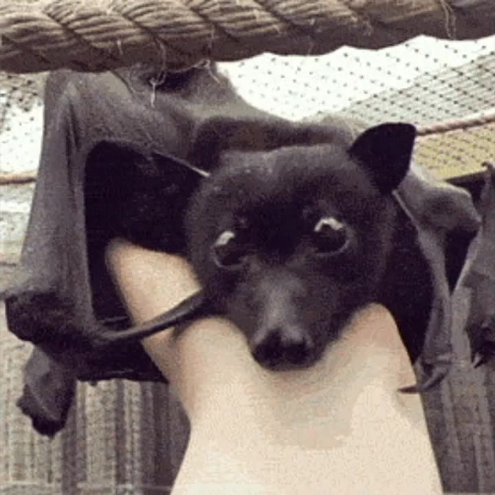 funny bat - Coub