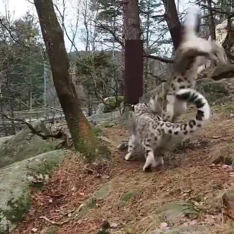 Kung Fu Snow Leopards - Coub