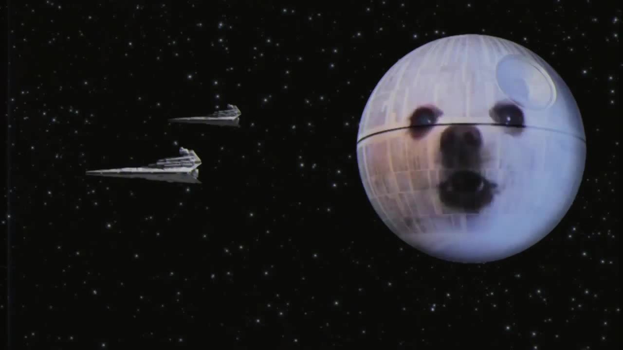 funny Doggo does a Star Wars - Coub