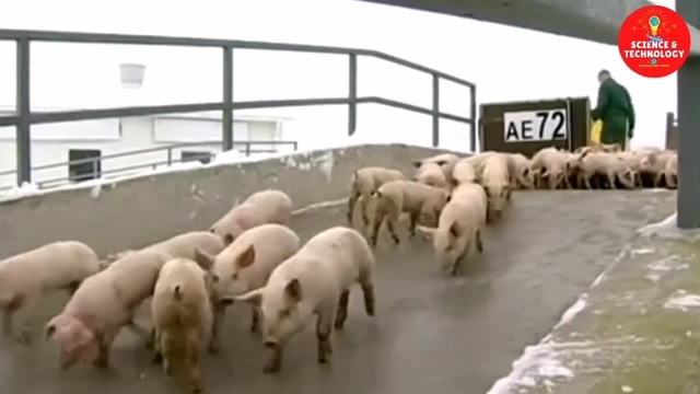 AMAZING MODERN PIG FARM TECHNOLOGY-HIGH-TECH PIG FARMING-INCREDIBLE ...