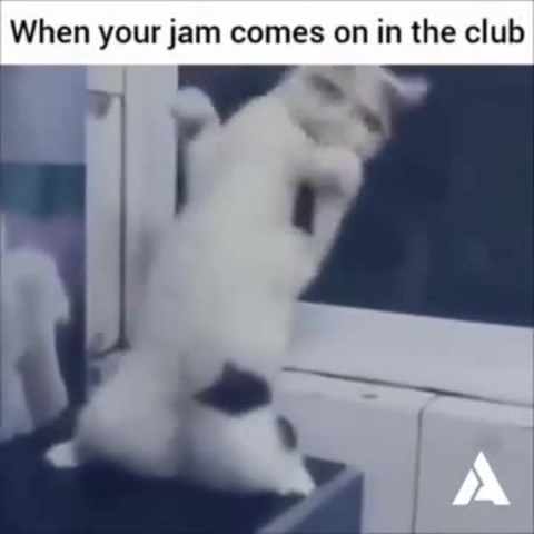 techno cats 2000s - Coub