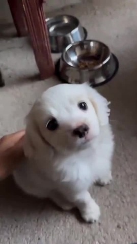 I like you, doge 🐾🐶 ️ - Coub