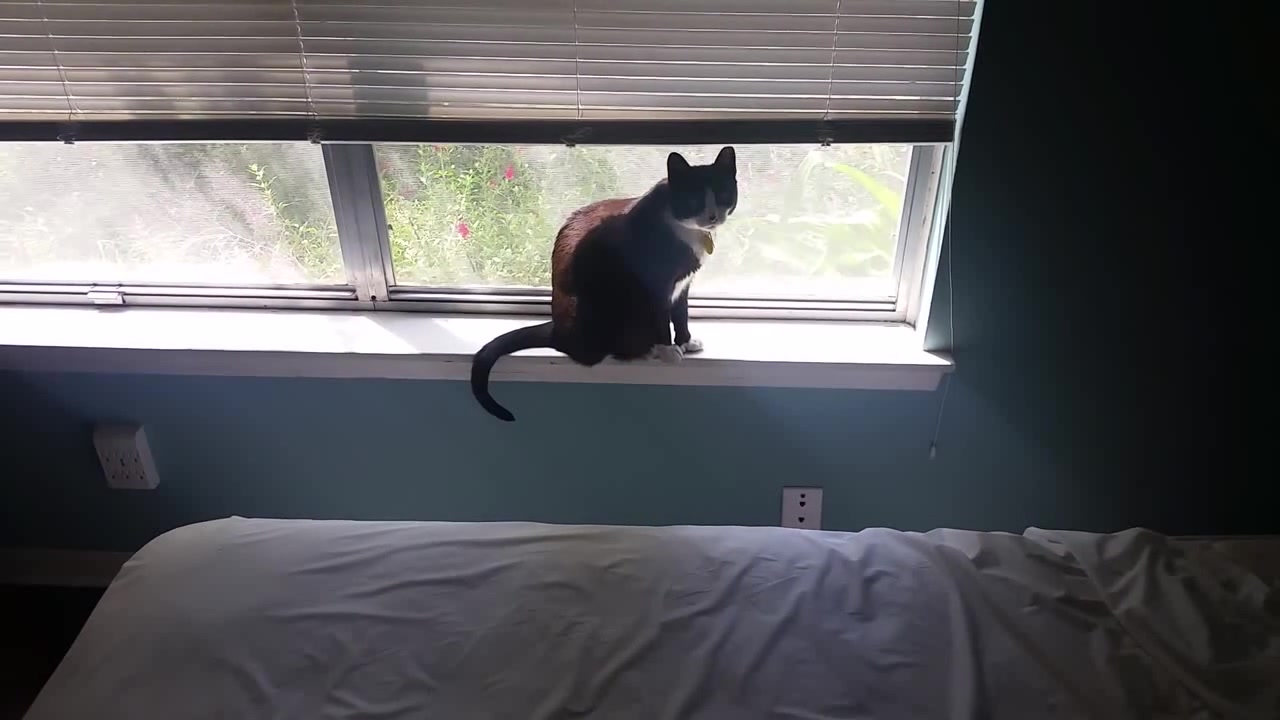 Talking with Kitty - Coub