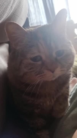 such a sad cat - Coub