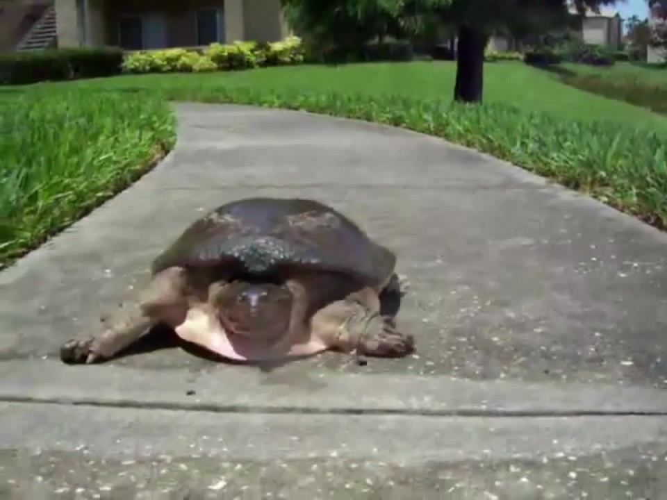 High Speed Turtle - Coub