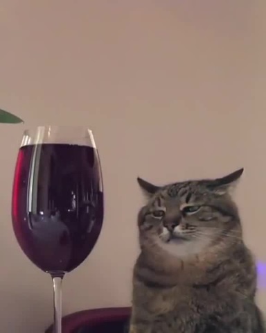 Nightcall cat - Coub