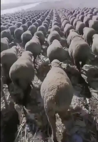 the legions of sheep - Coub