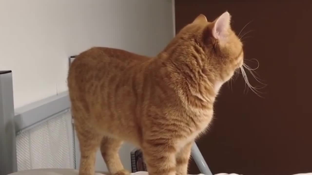 Freestyler cat - Coub