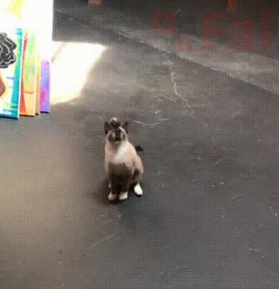 cat head boop - Coub