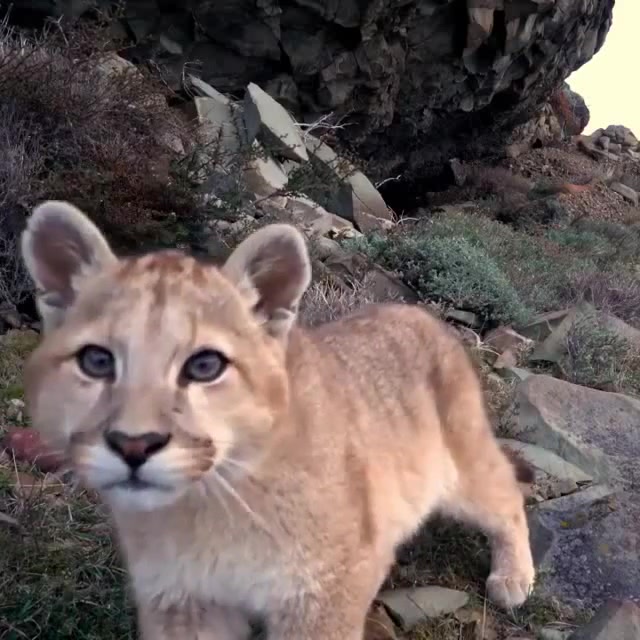 A curious baby puma in Chile 😍😍 - Coub