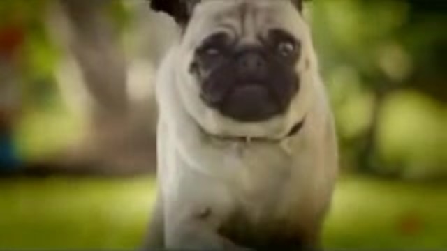 Pug Dog Attack - Coub