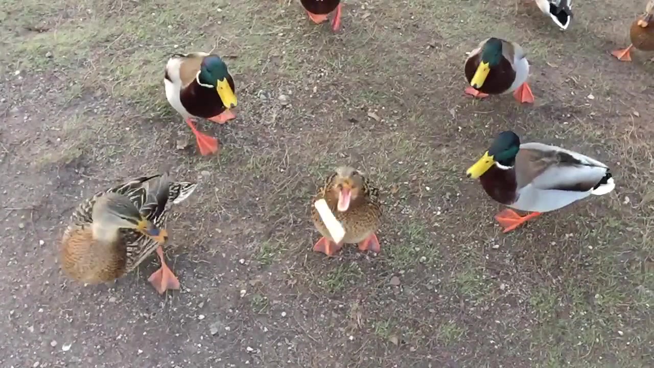 Ducks - Coub