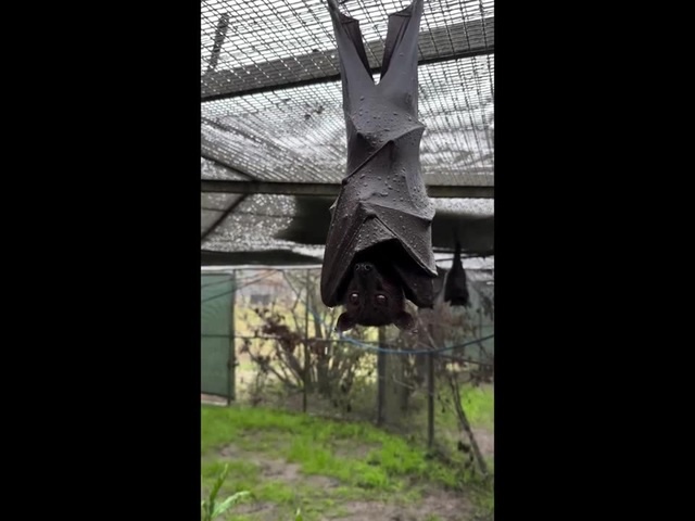 Rain Bat - Coub