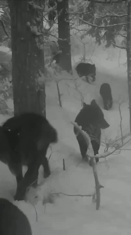 Snow Wolves / Снежные волки - Coub