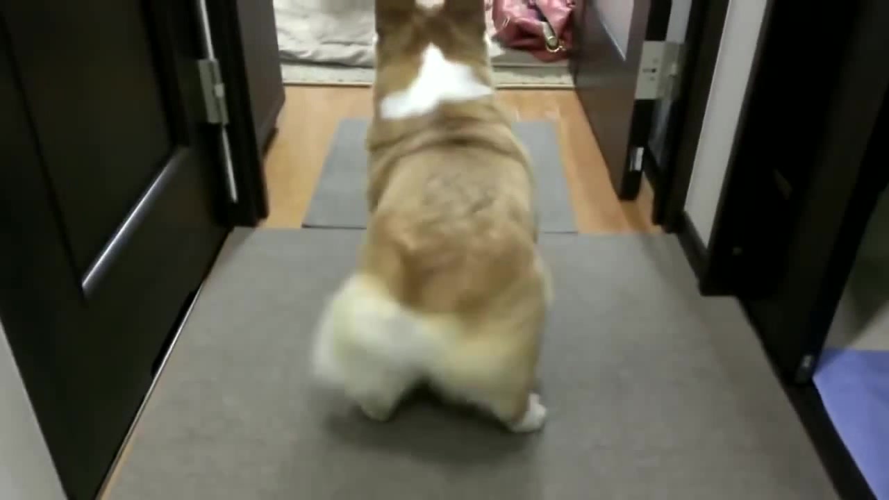 Bubble Butt Corgi Twerk - Coub