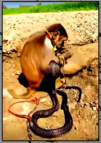 monkey and snake - Coub