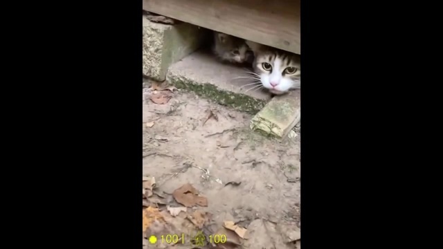 Half Life Cat - Coub