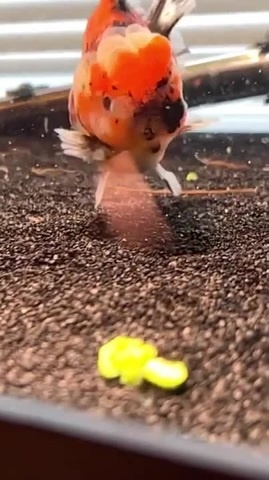 Пожадничал This goldfish is HAPPY - Coub