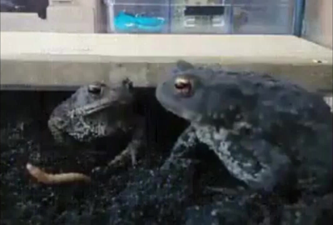 Fun With Frogs! - Coub