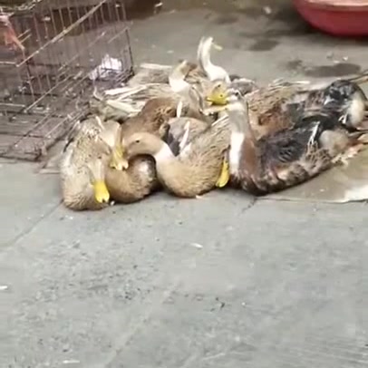 feel good duck - Coub