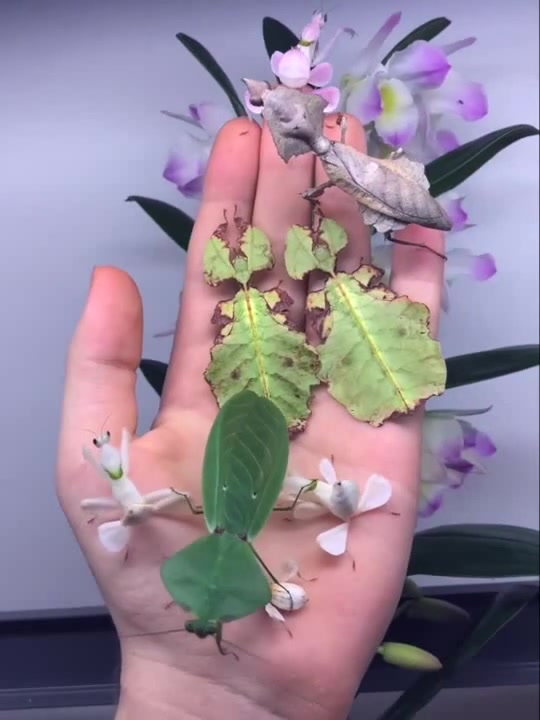 Leaf, Flower or Insect? its magic - Coub