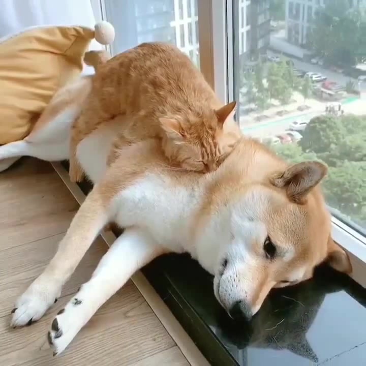 cute dogo and cat - Coub