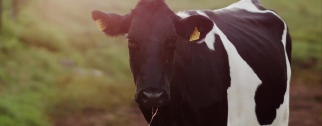 Hypnotized Cows - Coub