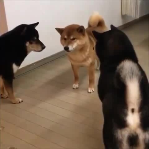 Shot by _overcooked_doggo_v2 - Coub