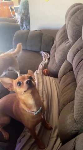 Real Rap God (or maybe Rap Dog) - Coub