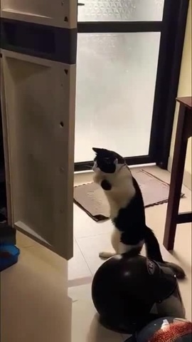 Unbelievable cat - Coub