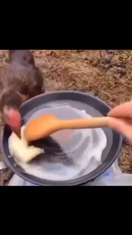 stupid chicken - Coub