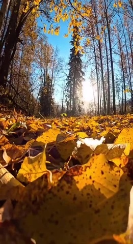 Осенний лес | Autumn forest - Coub