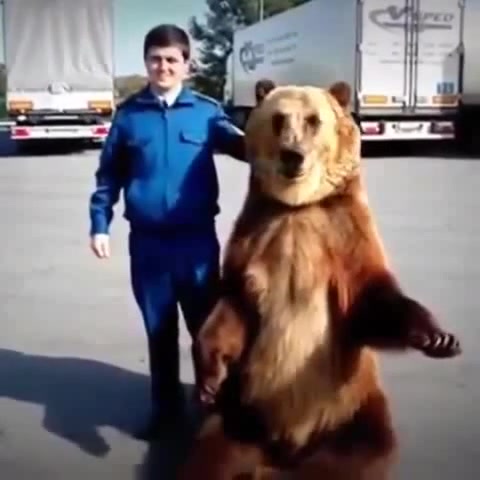 Bear - Coub