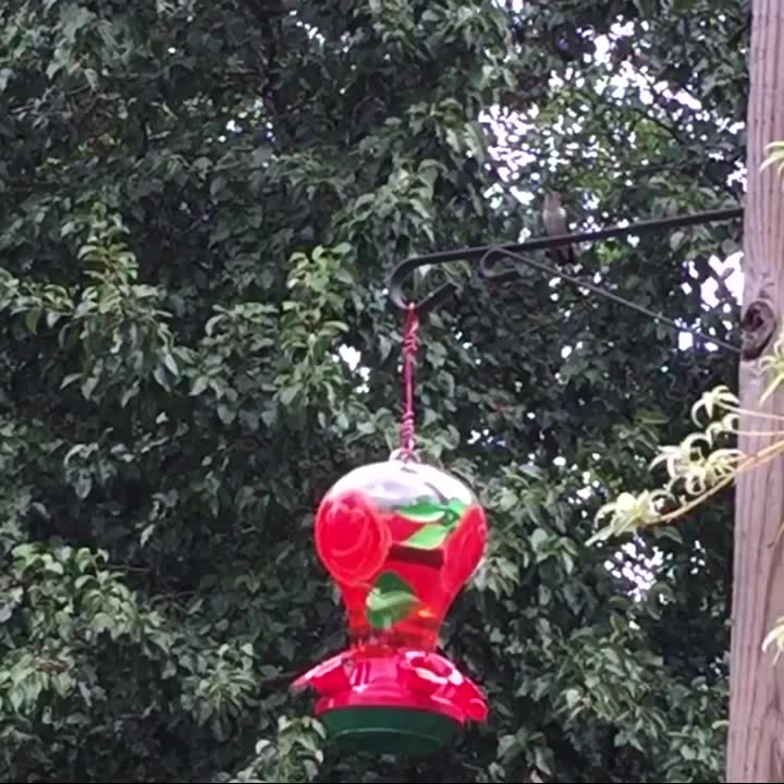 Every morning, these two will play 'King of the Hill' with this feeder ...