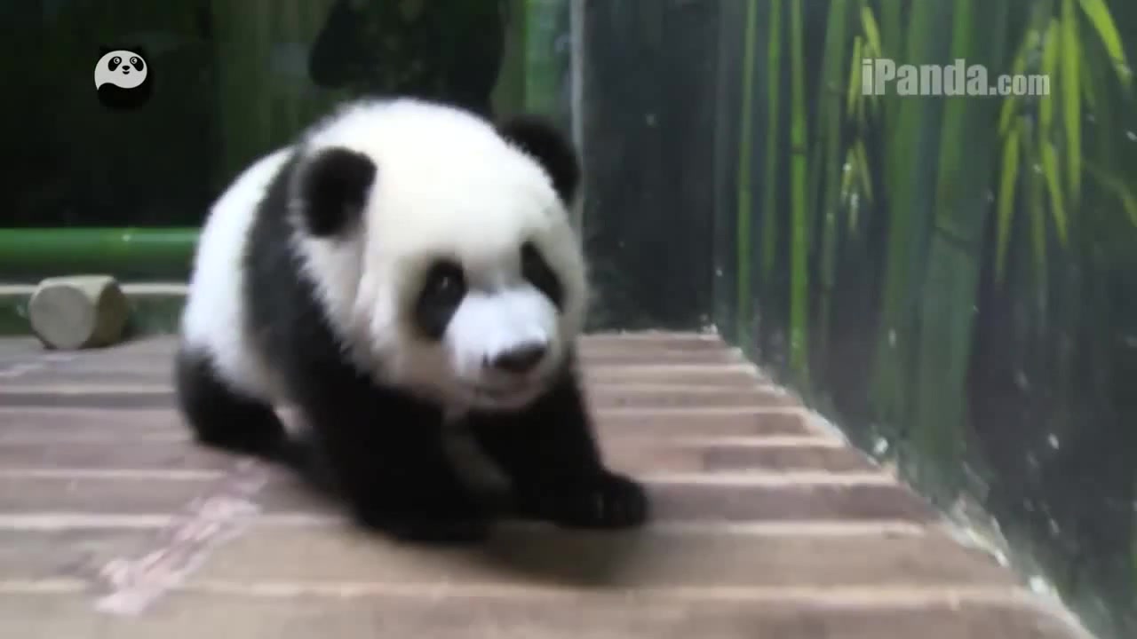 panda Thunder - Coub