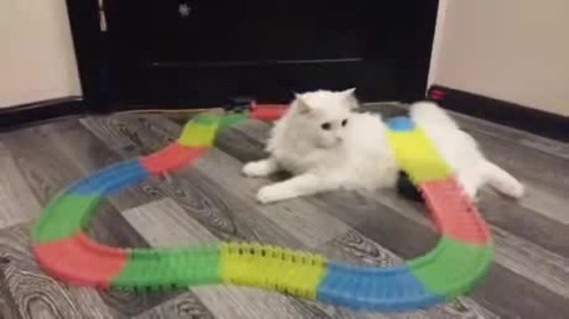 Cat love choo choo - Coub