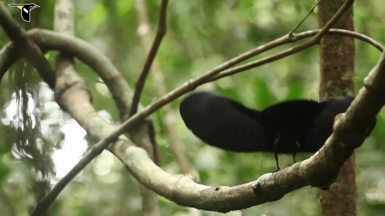 Birds of Paradise Dance - Coub