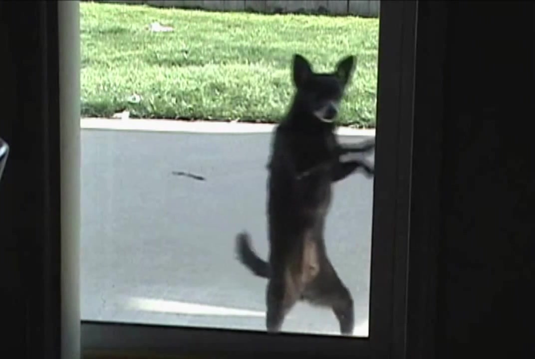 Dog Salsa Dancing - Coub