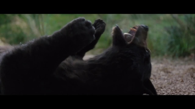 Кокаиновый медведь | Cocaine bear - Coub